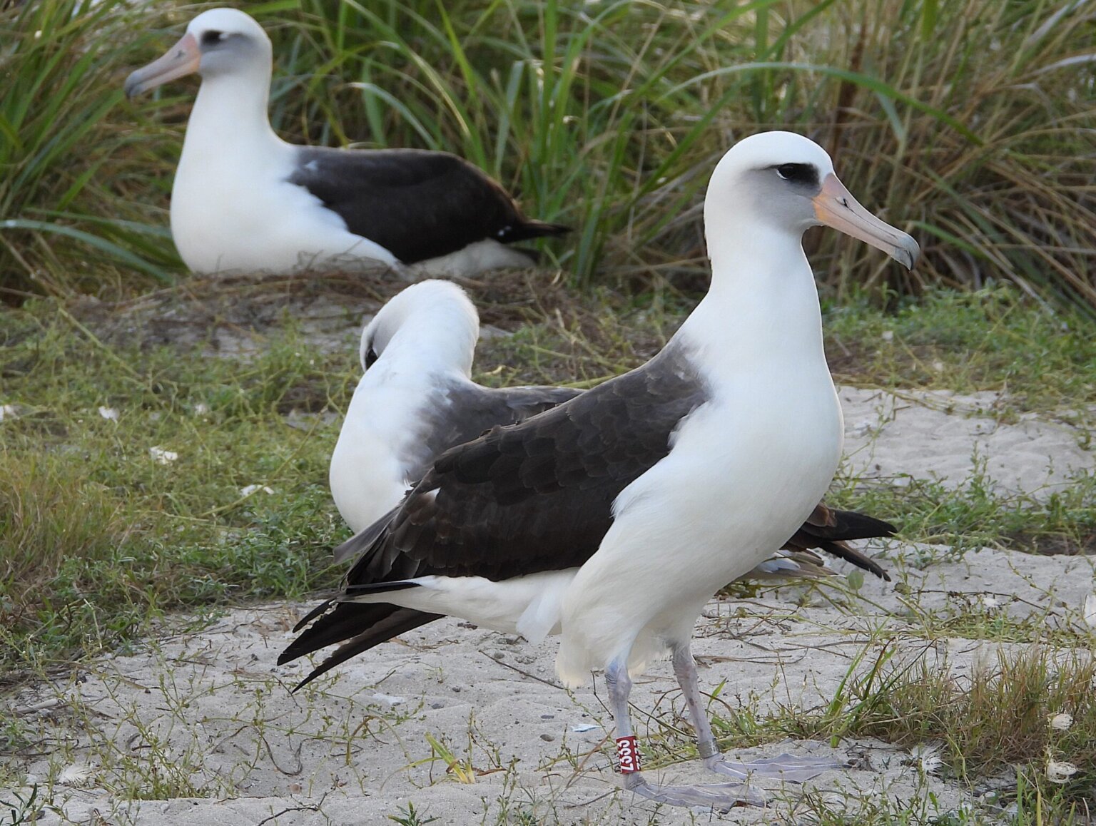 's Werelds oudste wilde vogel Wisdom (75) terug op Midway Atoll ...