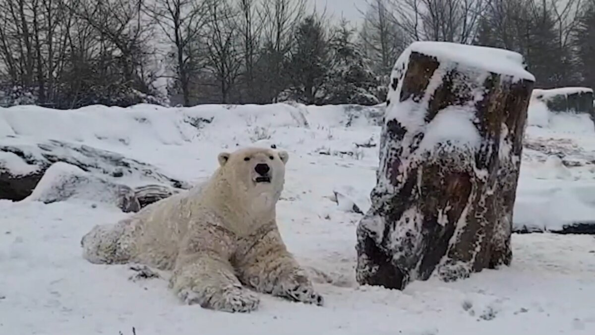 Wat sneeuwpret van dierentuindieren ons eigenlijk laat zien - Animals Today