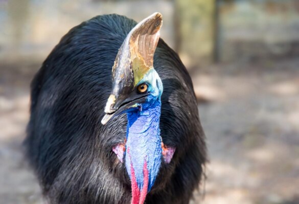 We kunnen de 'gevaarlijke' kasuaris maar beter koesteren - Animals Today