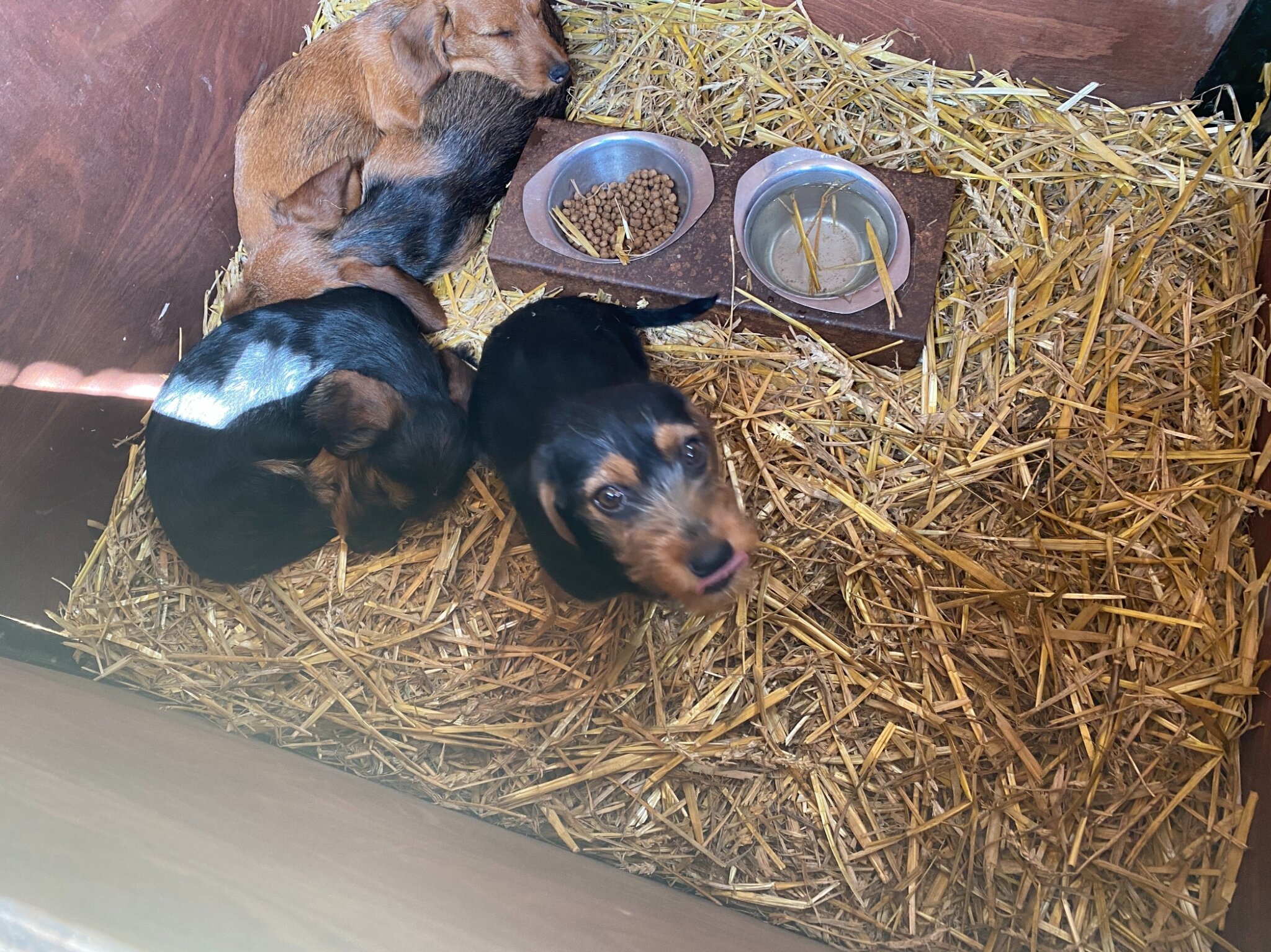Dwangsommen tegen Bert’s Animal Verhuur terecht opgelegd - Animals Today
