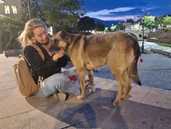 Karen in Kosovo: De straathonden van Prizren - Animals Today