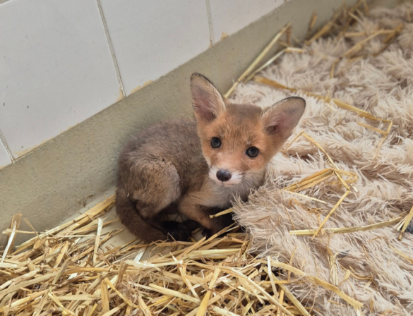 Nieuwe warmteruimte nodig bij opvangcentrum De Toevlucht - Animals Today